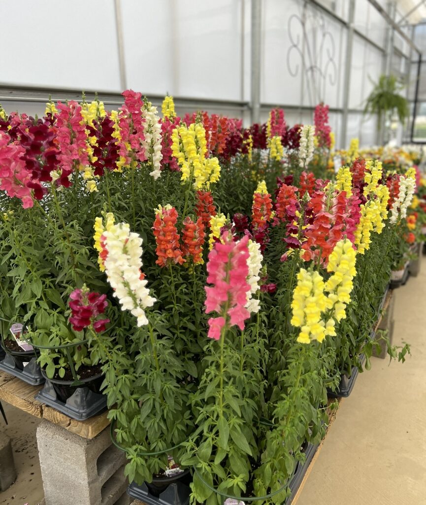 Tip-Toe Through the Tulips: Our Amazing Day at Timbuku Farms' Tulip ...