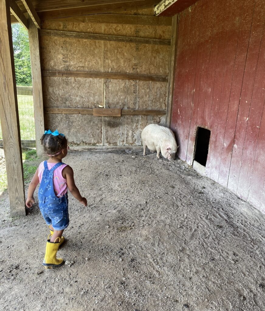 Meet the Furry Residents of Sunrise Sanctuary: Open Barn Days Return ...
