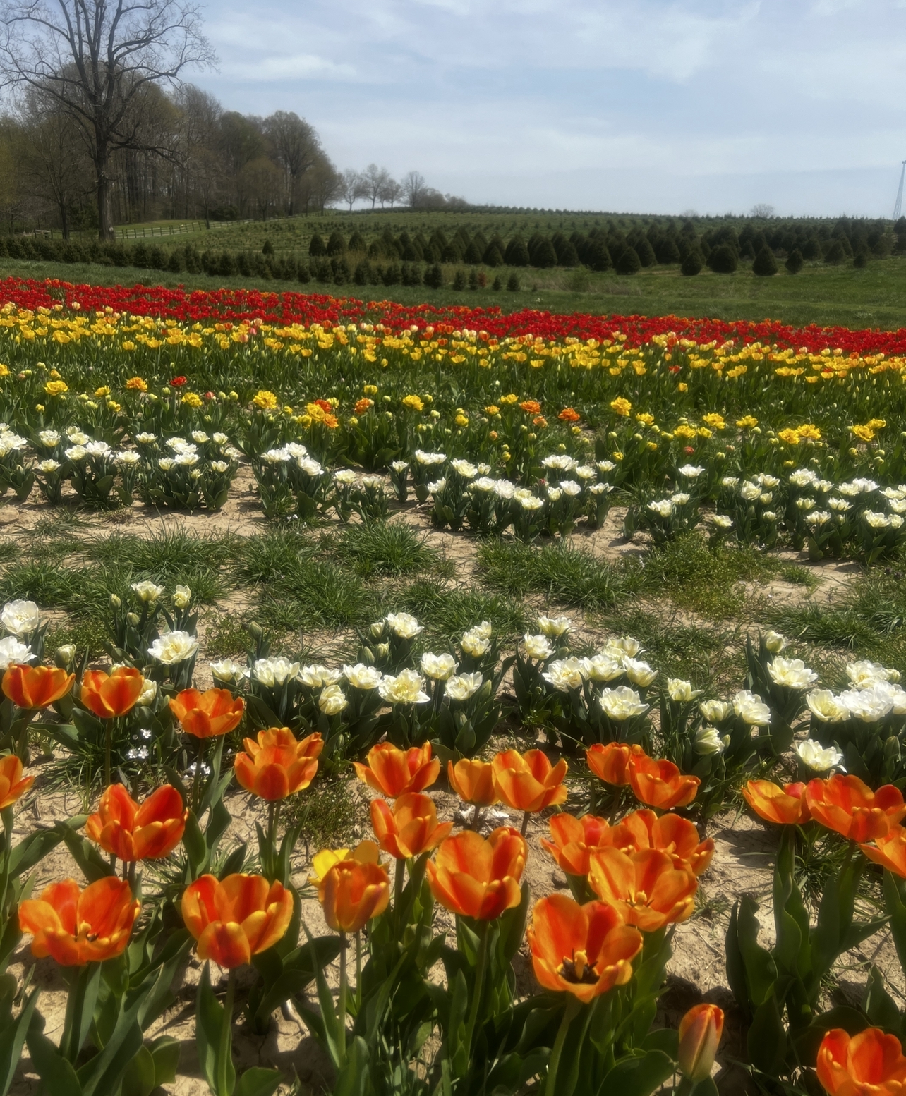 Tip-Toe Through the Tulips: Our Amazing Day at Timbuku Farms' Tulip ...