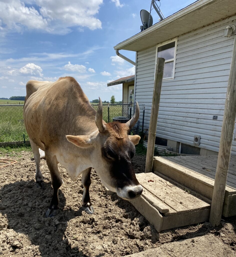 Meet the Furry Residents of Sunrise Sanctuary: Open Barn Days Return ...