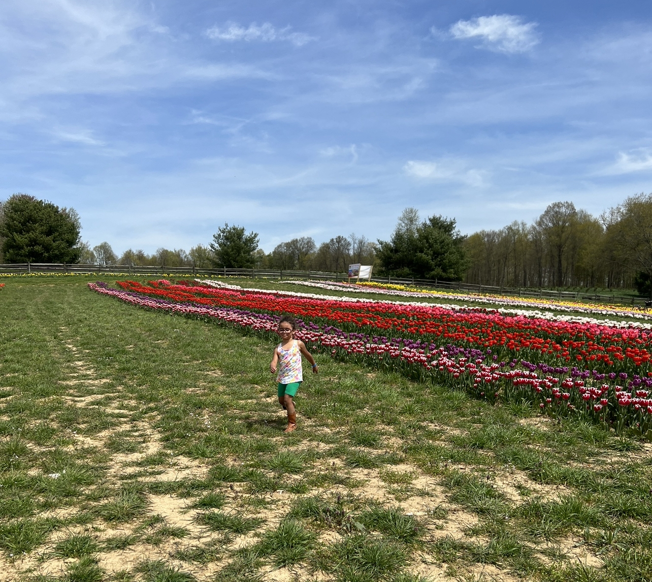 Tip-Toe Through the Tulips: Our Amazing Day at Timbuku Farms' Tulip ...