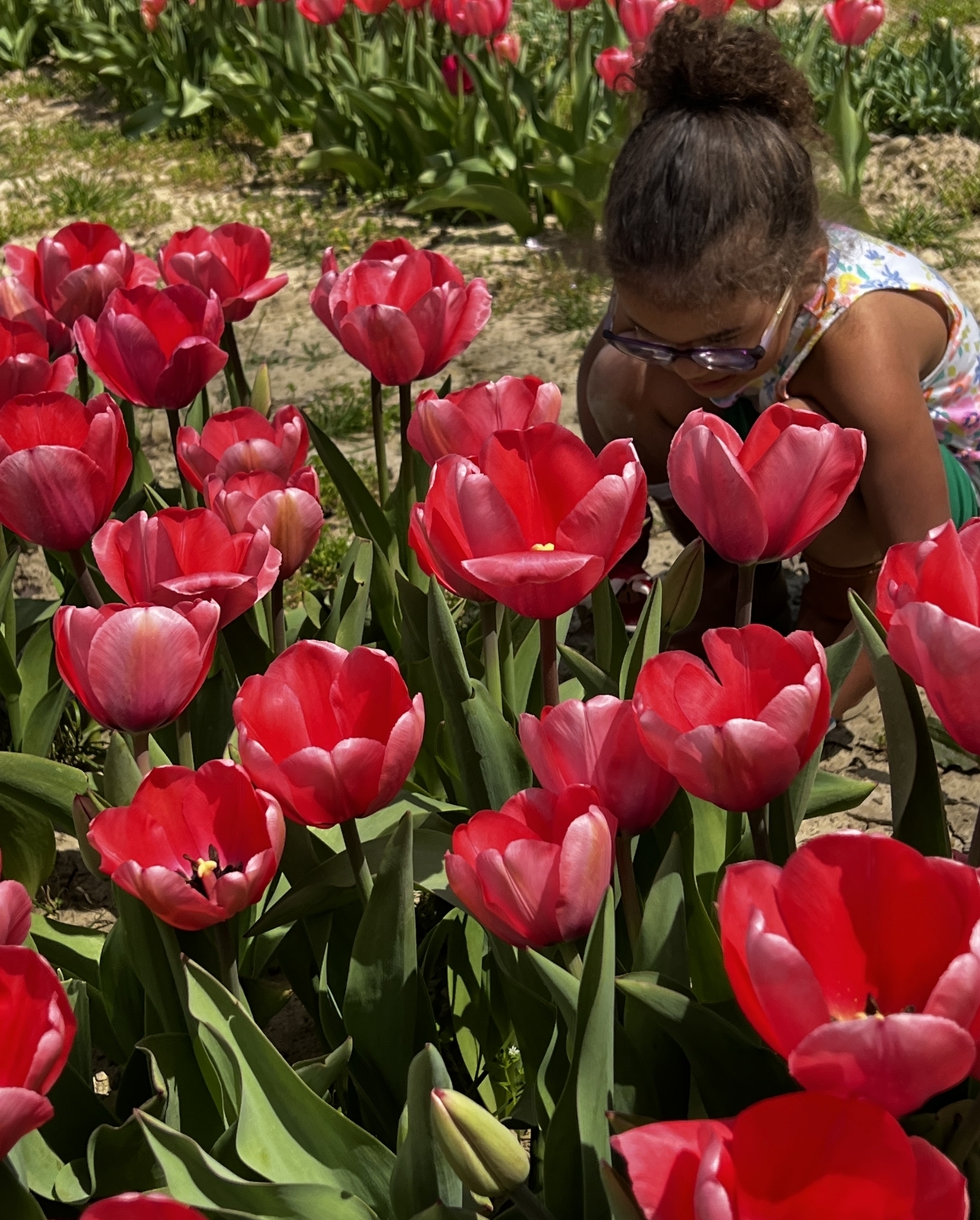 Tip-Toe Through the Tulips: Our Amazing Day at Timbuku Farms' Tulip ...